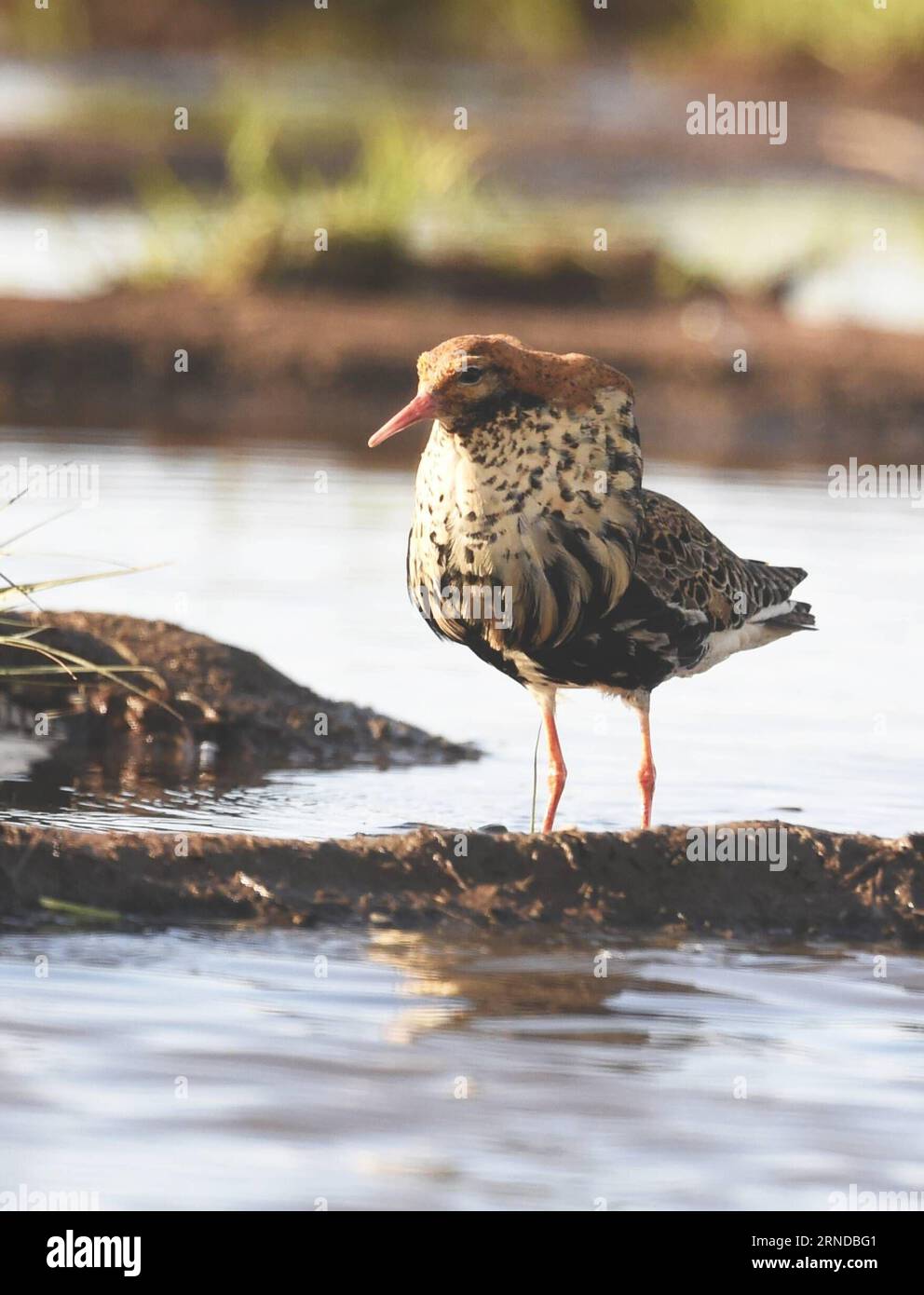 (160514) -- LIMINKA (FINNLAND), 13. Mai 2016 -- am 13. Mai 2016 ist im ...