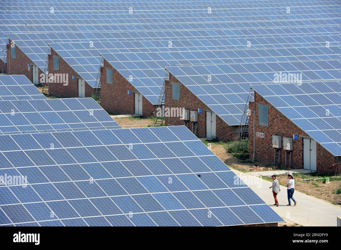 (160519) -- ZHENGZHOU, 19. Mai 2016 -- Bauern gehen durch Gewächshäuser ...