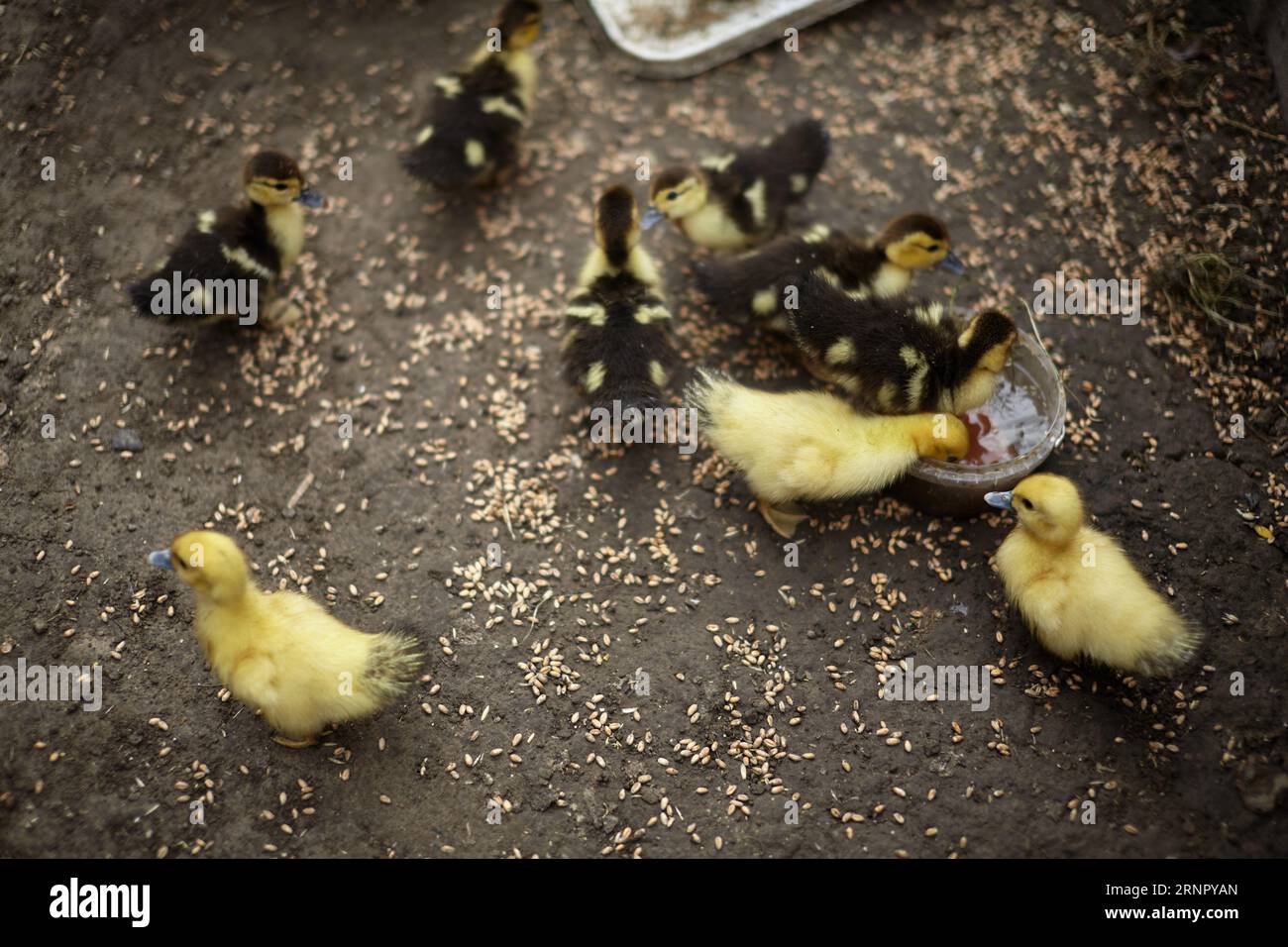 Enten essen und trinken -Fotos und -Bildmaterial in hoher Auflösung – Alamy