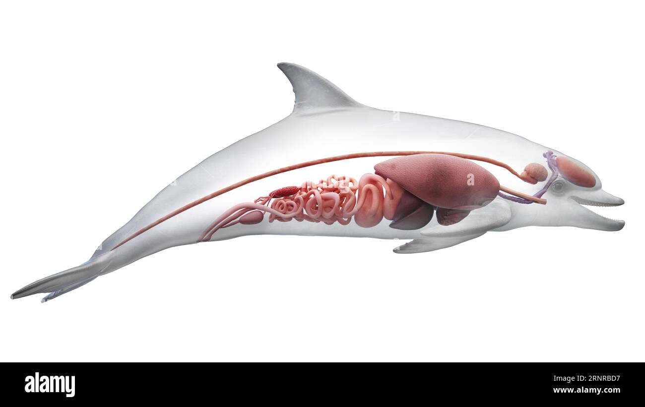 Estructura del sistema reproductivo -Fotos und -Bildmaterial in hoher ...