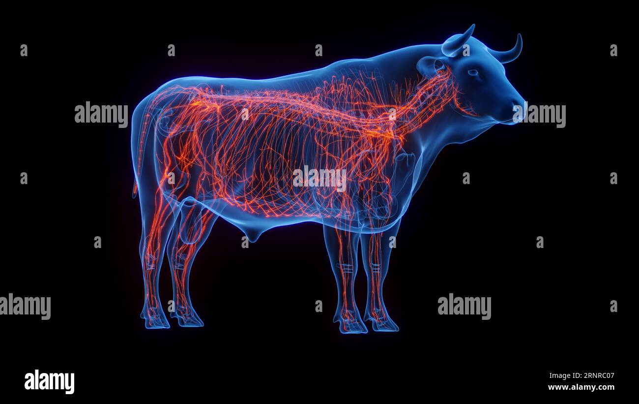 Anatomía cerebro de la vaca -Fotos und -Bildmaterial in hoher Auflösung ...