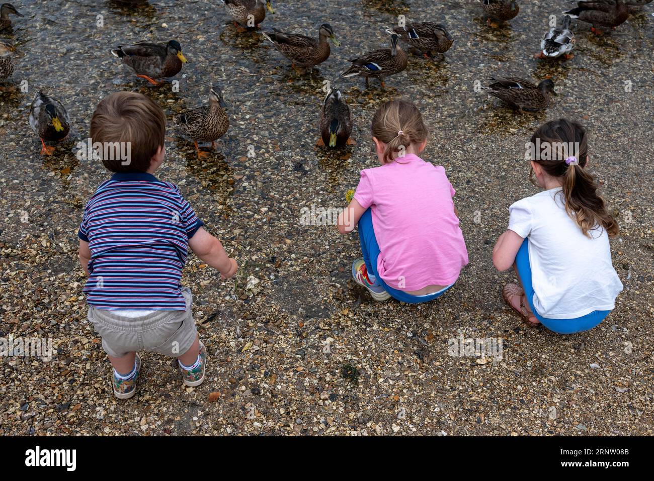 Enten kinder -Fotos und -Bildmaterial in hoher Auflösung – Alamy