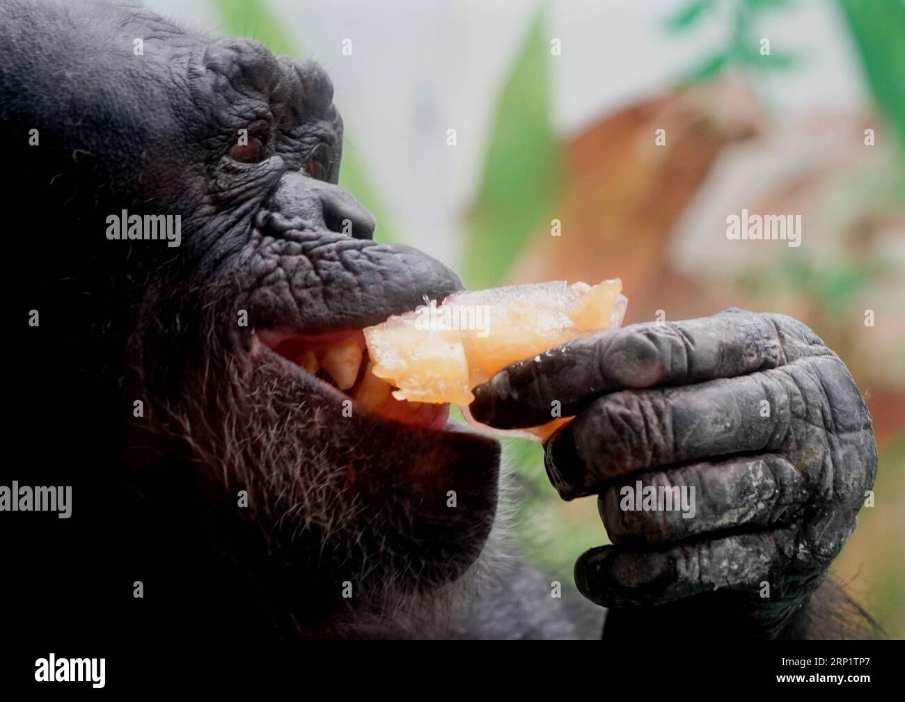 China zhengzhou sumer tiere -Fotos und -Bildmaterial in hoher Auflösung ...