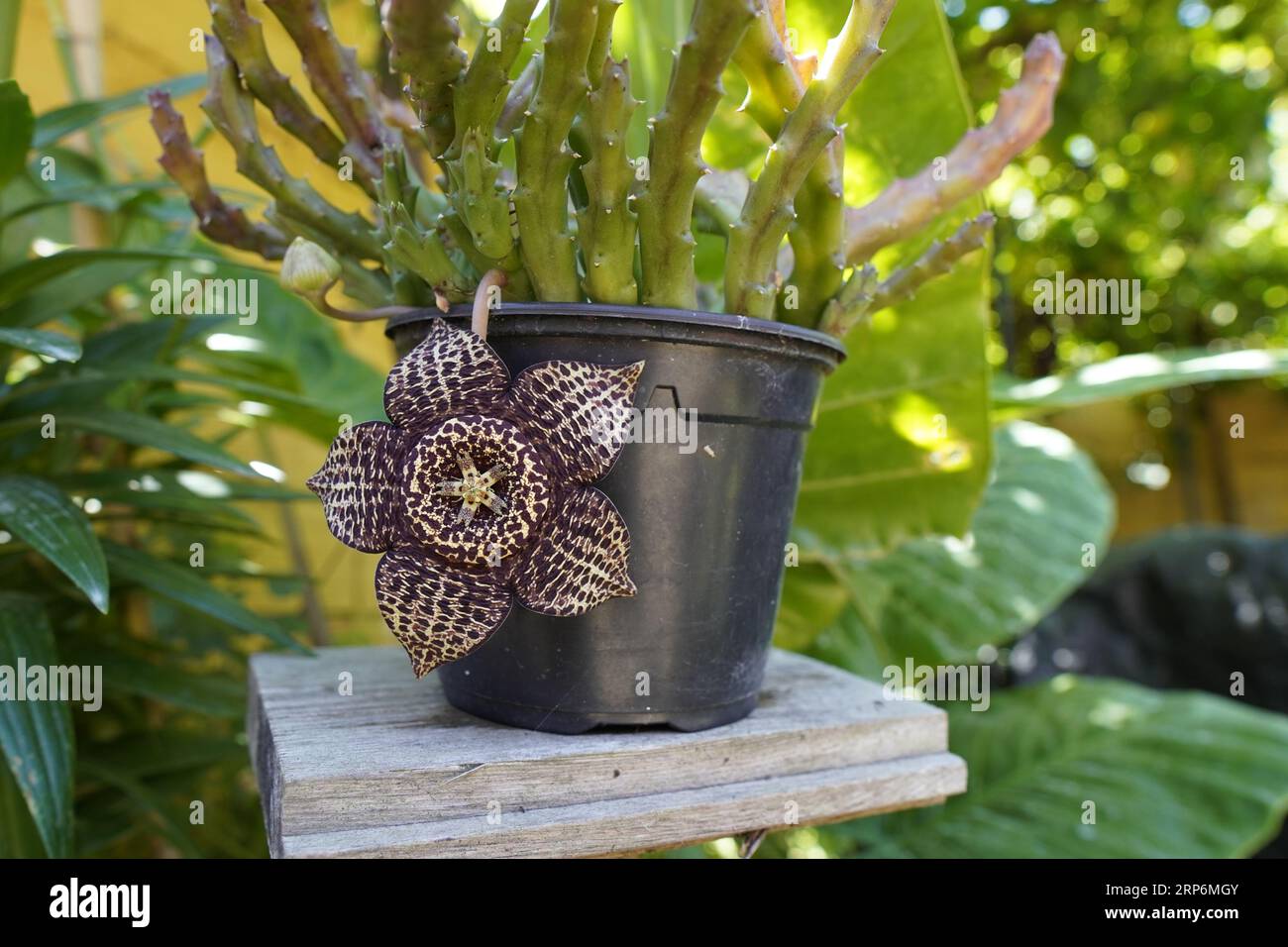 Orbea variegata -Fotos und -Bildmaterial in hoher Auflösung – Alamy
