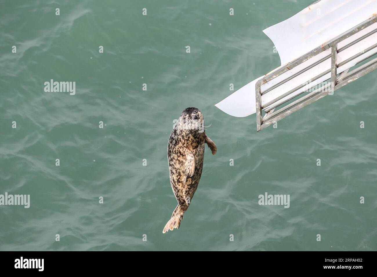 China liaoning dalian selten -Fotos und -Bildmaterial in hoher ...