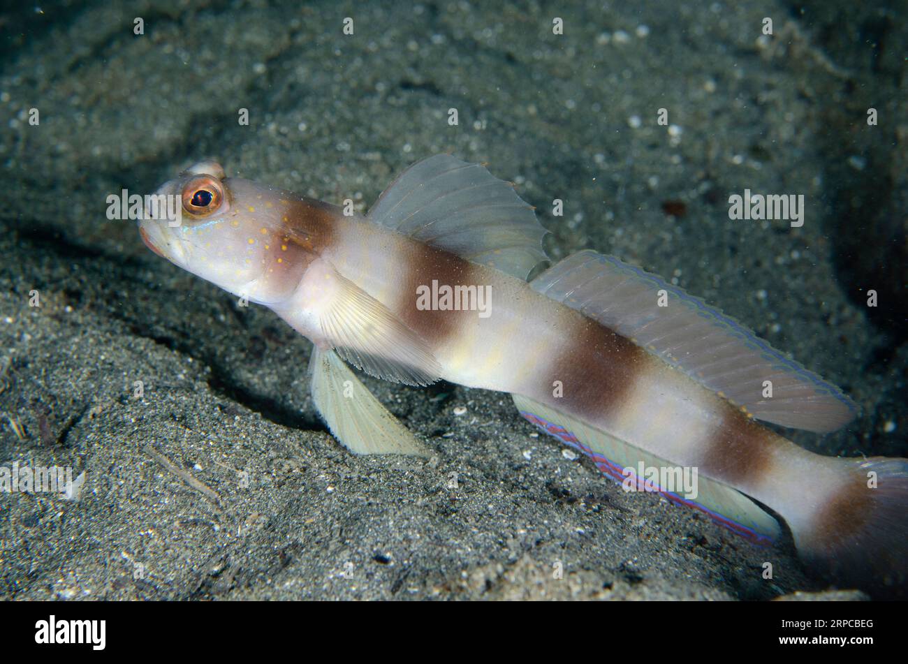 Steinitz shrimpgoby -Fotos und -Bildmaterial in hoher Auflösung – Alamy
