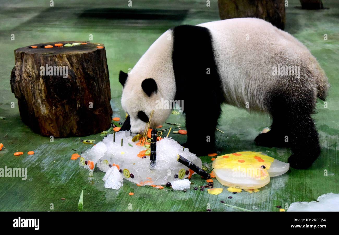 (190706) -- TAIPEI, 6. Juli 2019 -- Giant Panda Yuanzai genießt einen ...