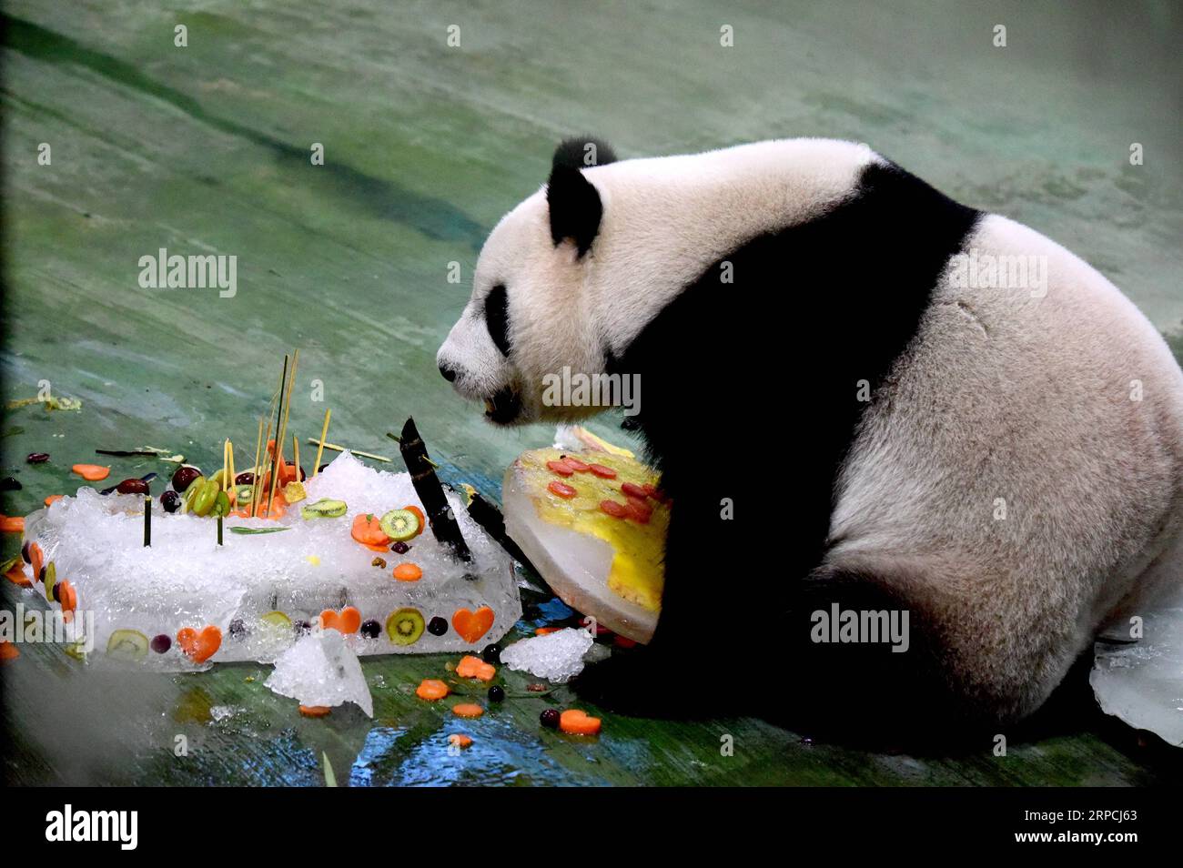 (190706) -- TAIPEI, 6. Juli 2019 -- Giant Panda Yuanzai genießt einen ...