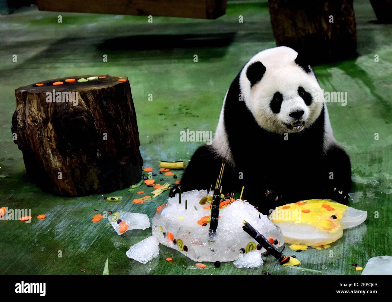 (190706) -- TAIPEI, 6. Juli 2019 -- Giant Panda Yuanzai genießt einen ...