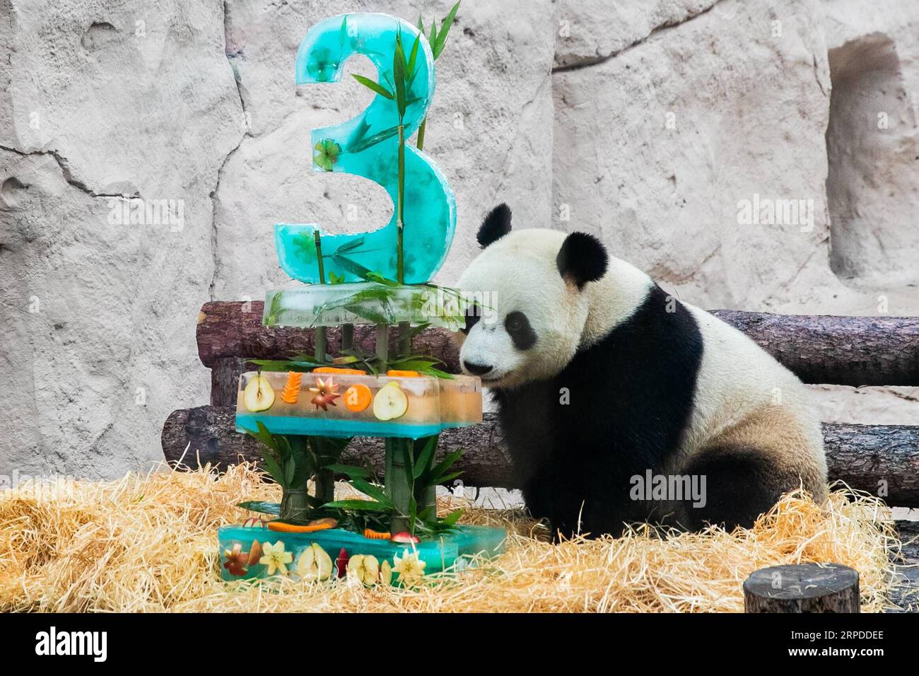 Pandas geburtstag -Fotos und -Bildmaterial in hoher Auflösung – Alamy