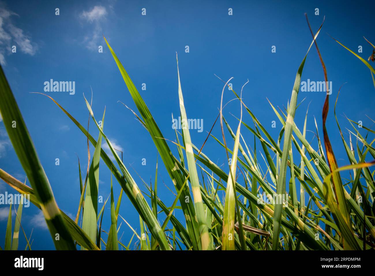 Chinaschilf sinensis zebrinus zebra -Fotos und -Bildmaterial in hoher ...