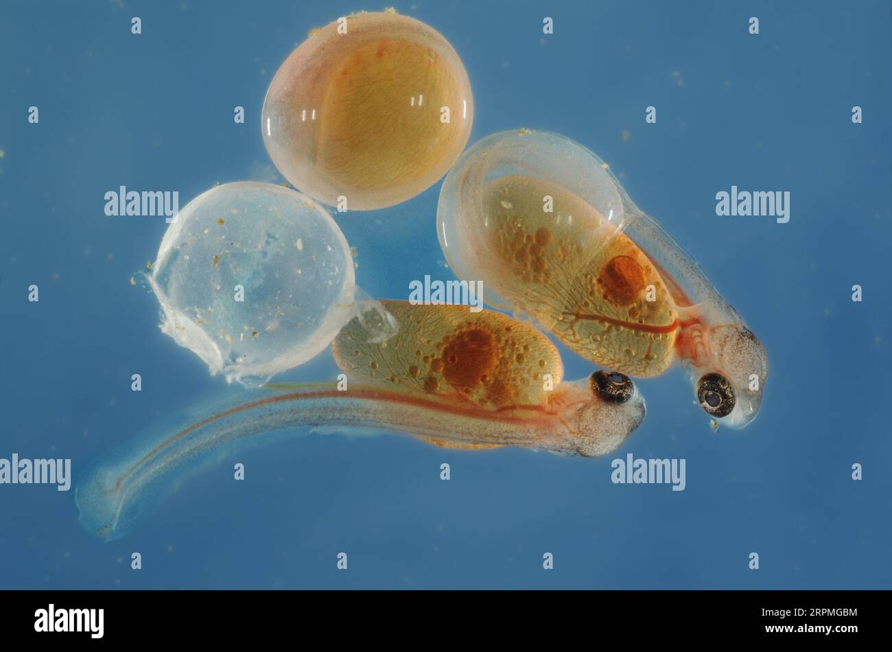 Fischei sack -Fotos und -Bildmaterial in hoher Auflösung – Alamy