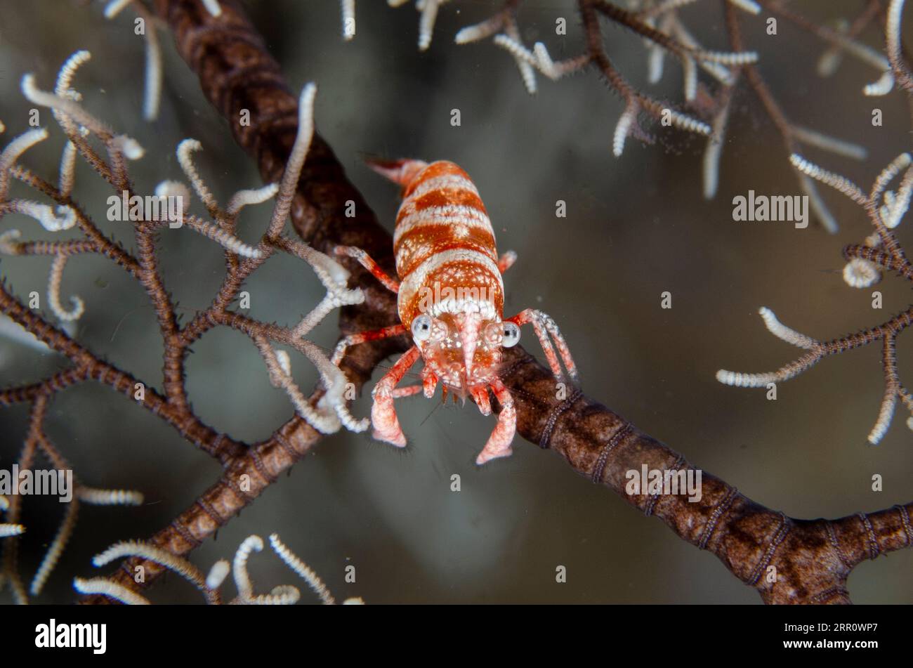 Basket Star Shrimp, Lipkemenes Lanipes, in Giant Basket Star, Astroboa ...
