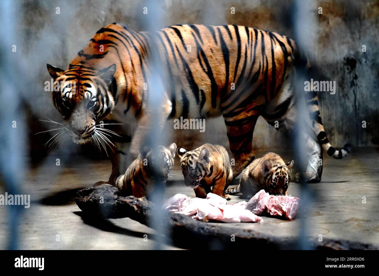 China shanghai zo tiger -Fotos und -Bildmaterial in hoher Auflösung – Alamy