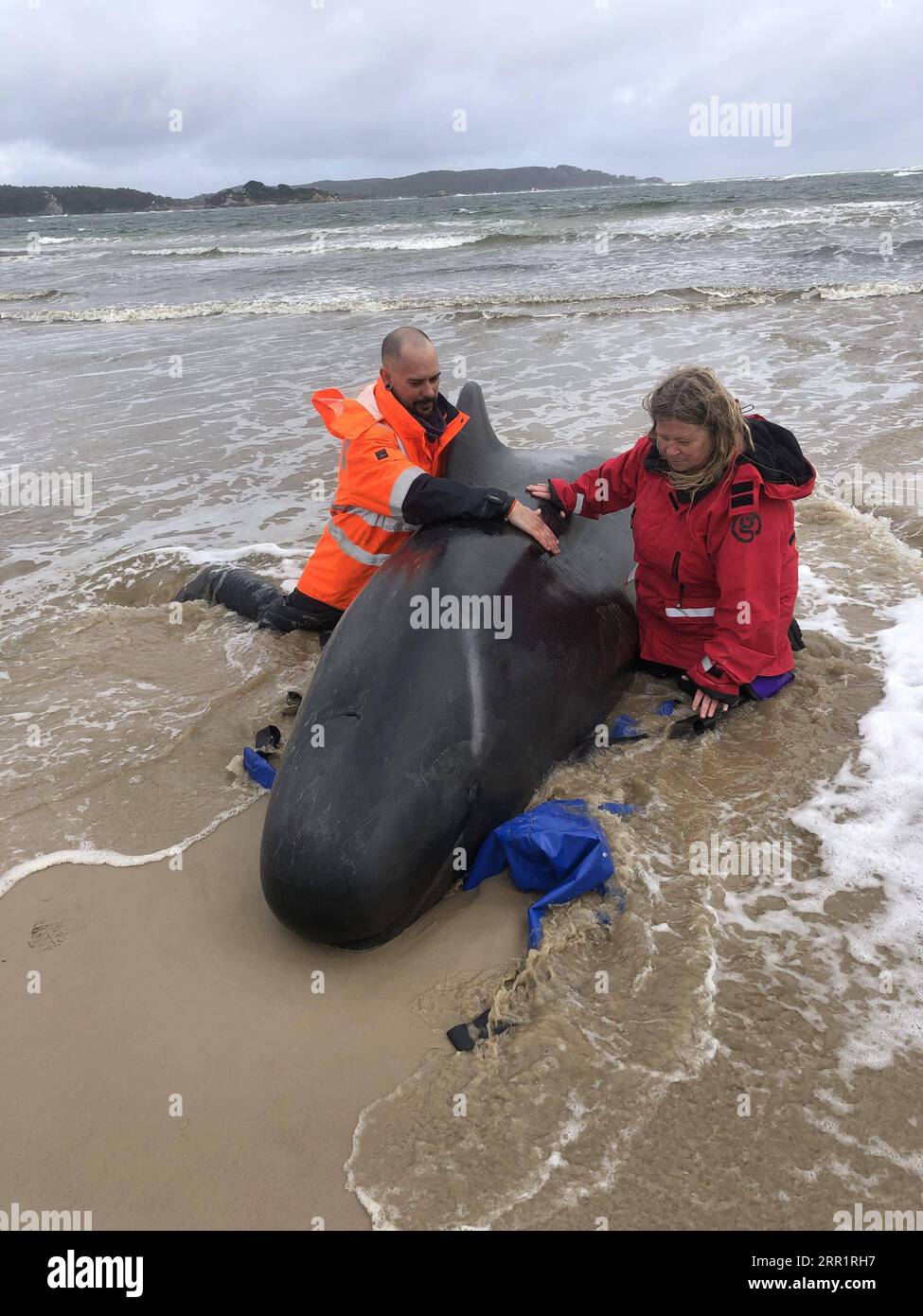200923 -- SYDNEY, 23. September 2020 -- Rettungskräfte retten einen ...