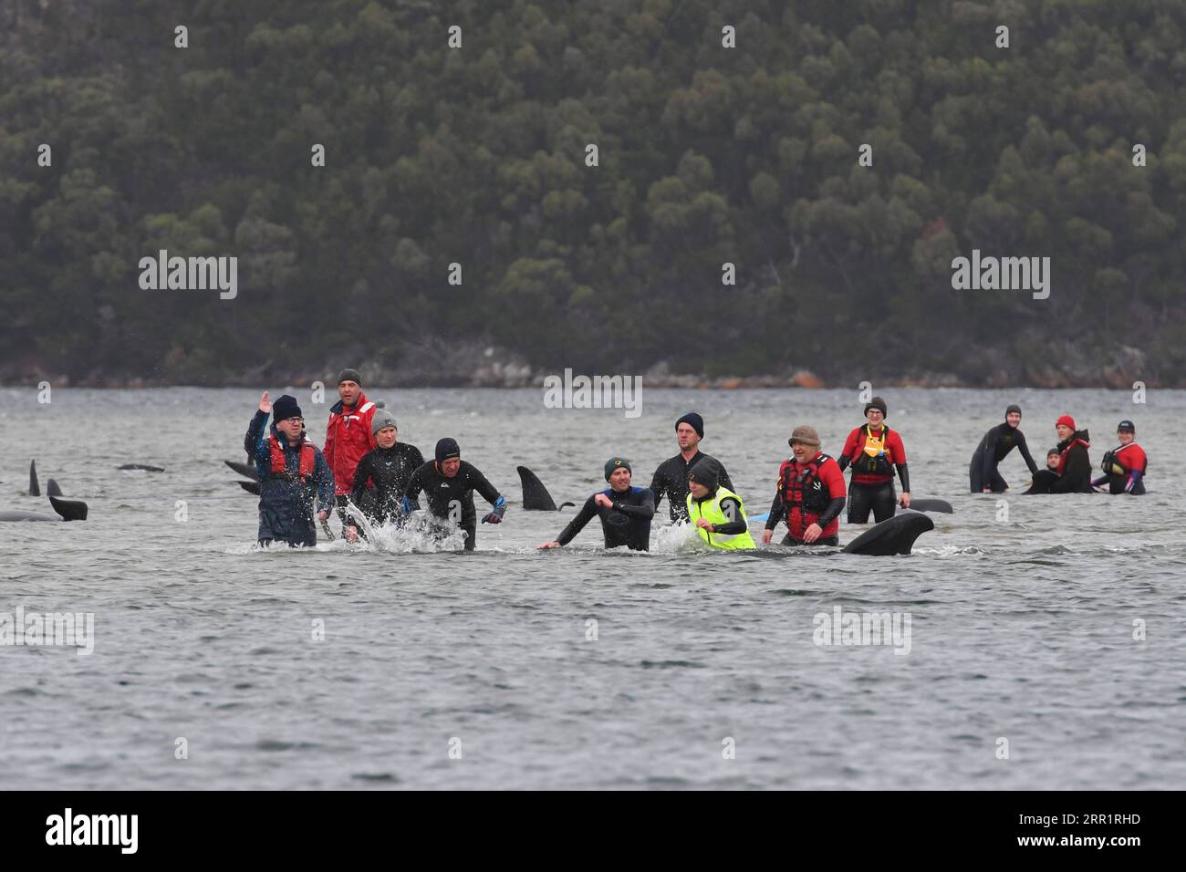 200923 -- SYDNEY, 23. September 2020 -- Retter retten gestrandete Wale ...