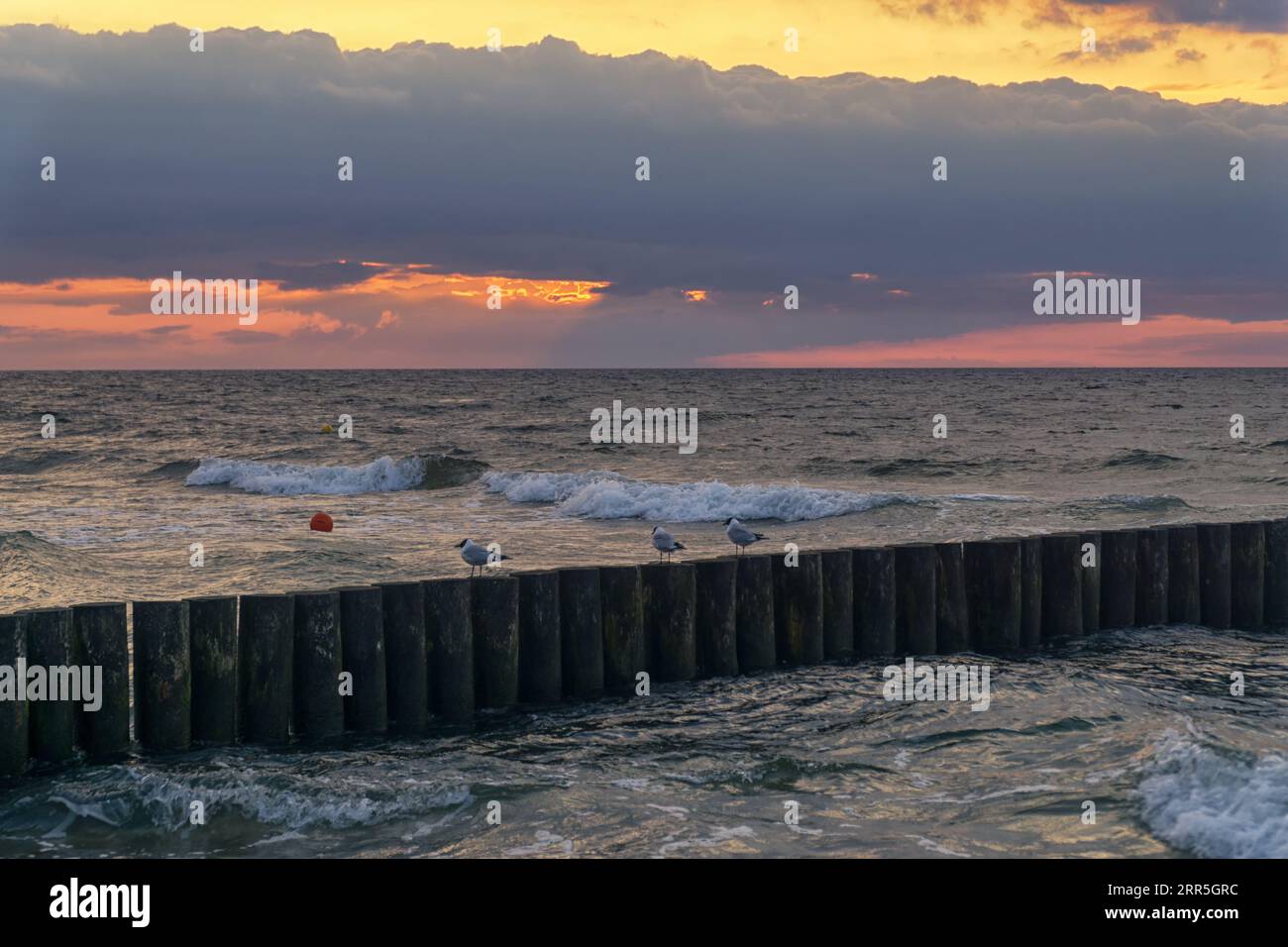 Drei Möwen sitzen bei Sonnenuntergang auf einem hölzernen Wellenbrecher ...