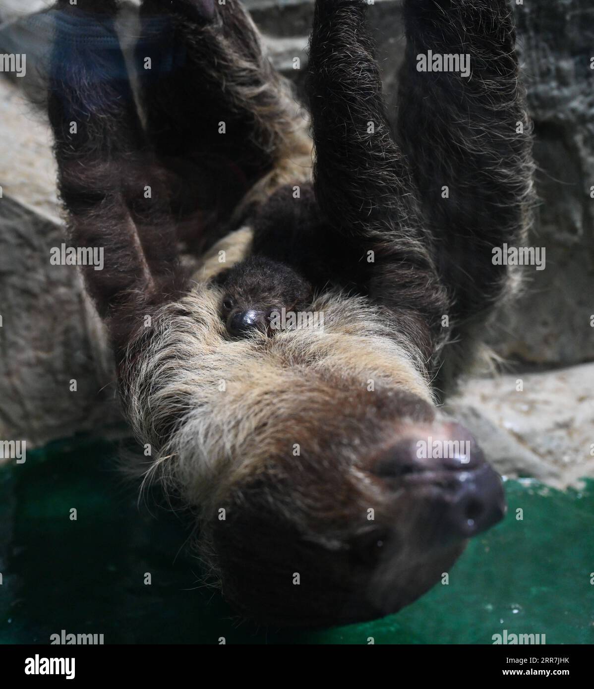 210330 -- HEFEI, 30. März 2021 -- Ein Faultier mit seiner Mutter wird ...