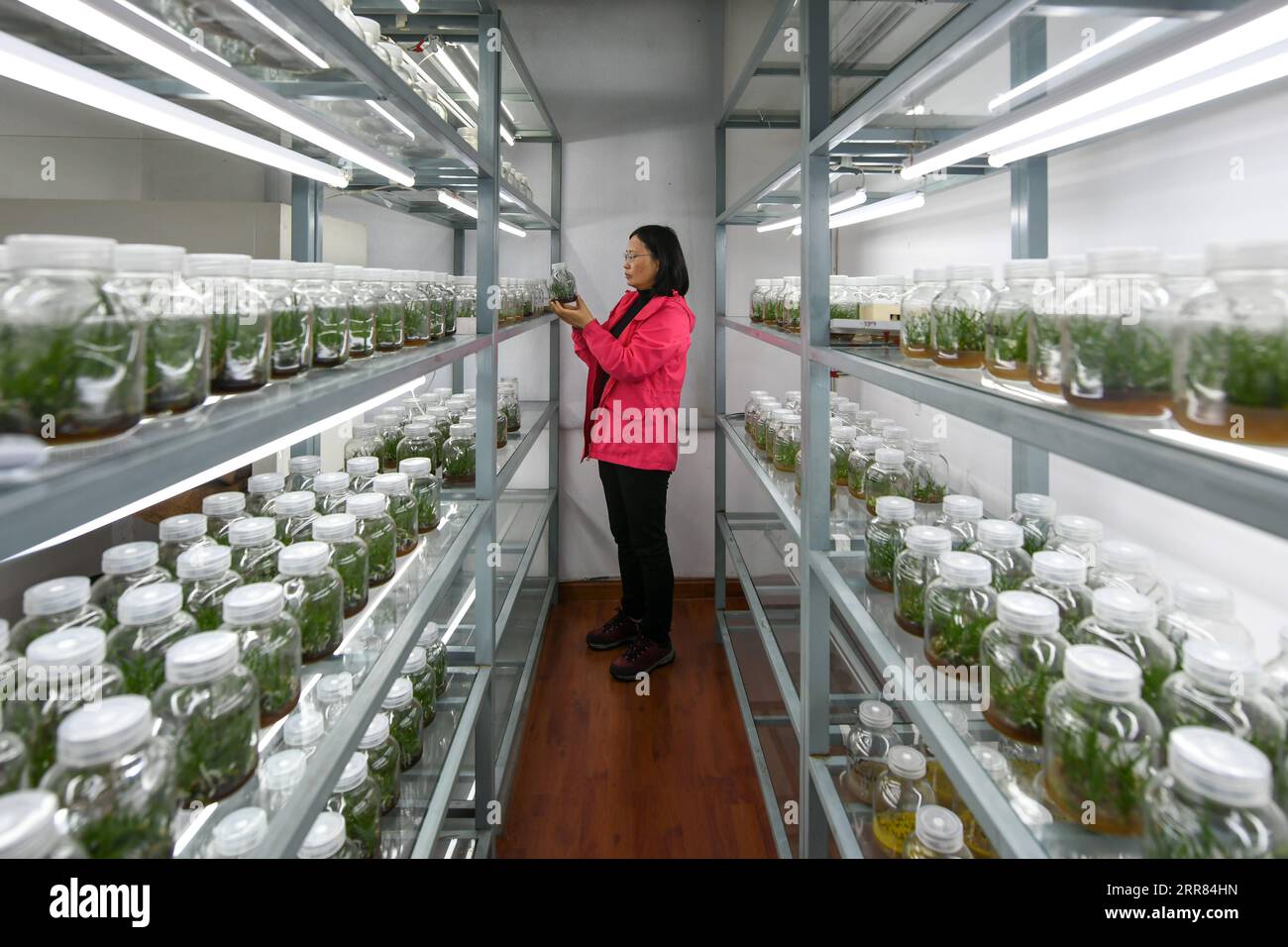 210417 -- CHENGDU, 17. April 2021 -- der Forscher Gu Haiyan untersucht ...