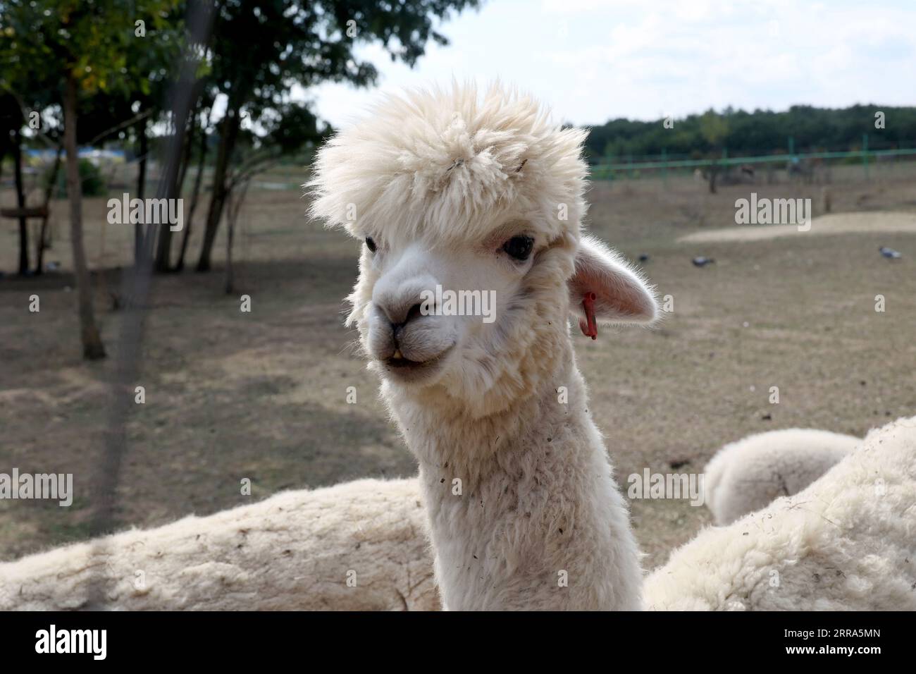 LISNE, UKRAINE - 6. SEPTEMBER 2023 - ein Alpaka lebt im Tal der Alpacas ...