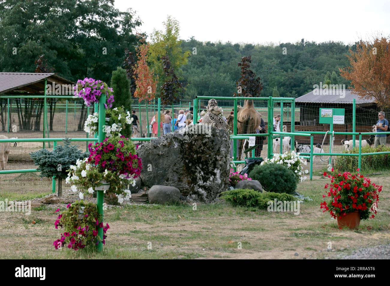 LISNE, UKRAINE - 6. SEPTEMBER 2023 - das Tal der Alpacas ist im Feldman ...