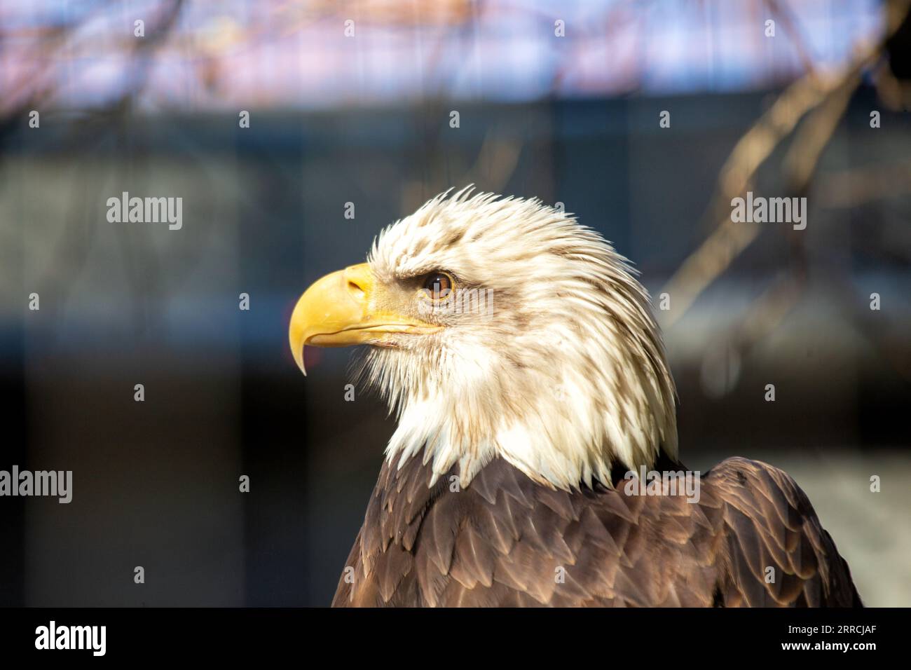 Der amerikanische Weißkopfseeadler, ein Symbol für Stärke und Freiheit ...