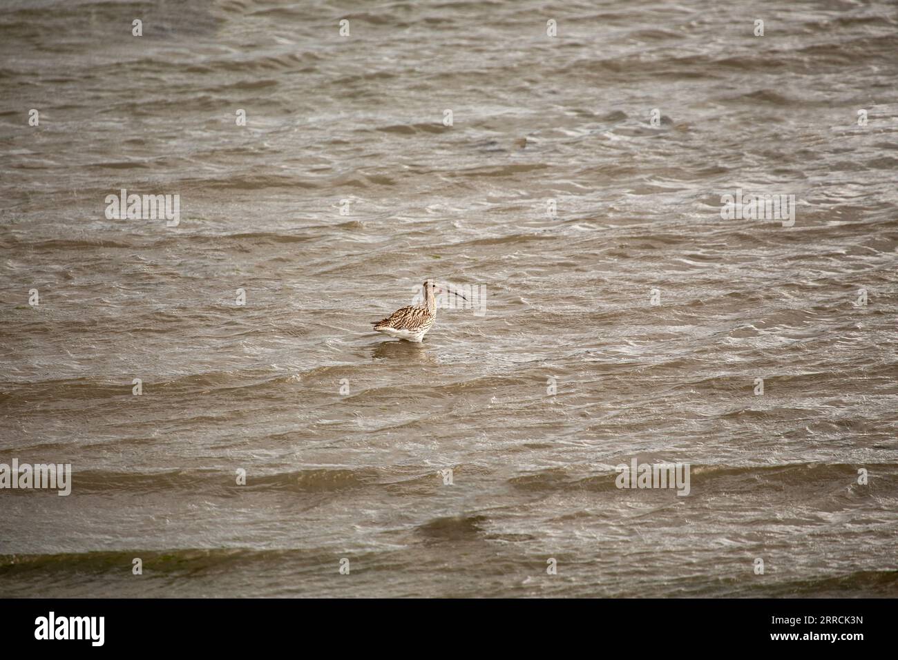 Treffen Sie den Eurasischen Curlew, eine herrliche Wader vor Bull ...