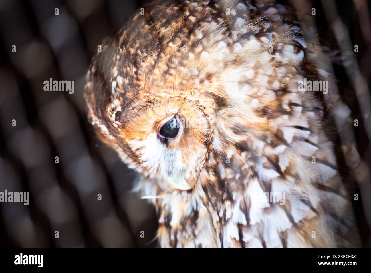 Wohnende eule -Fotos und -Bildmaterial in hoher Auflösung – Alamy