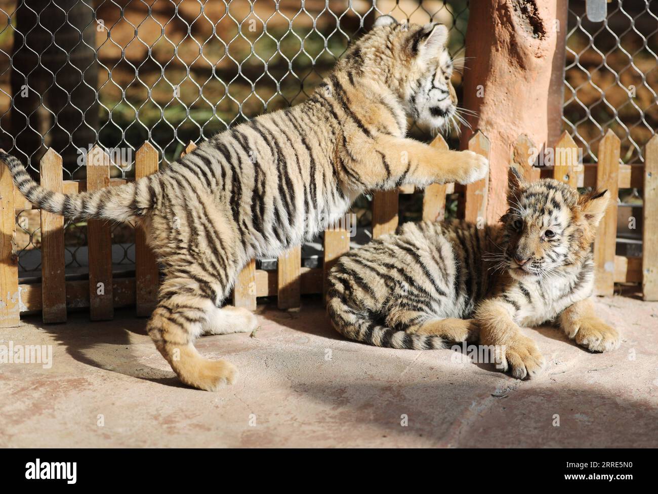 China zos tiger -Fotos und -Bildmaterial in hoher Auflösung – Alamy