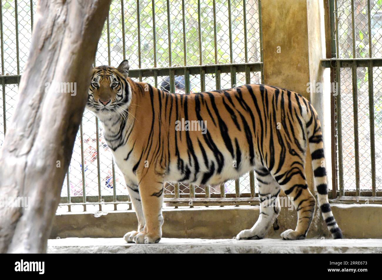 Dhaka tiger -Fotos und -Bildmaterial in hoher Auflösung – Alamy
