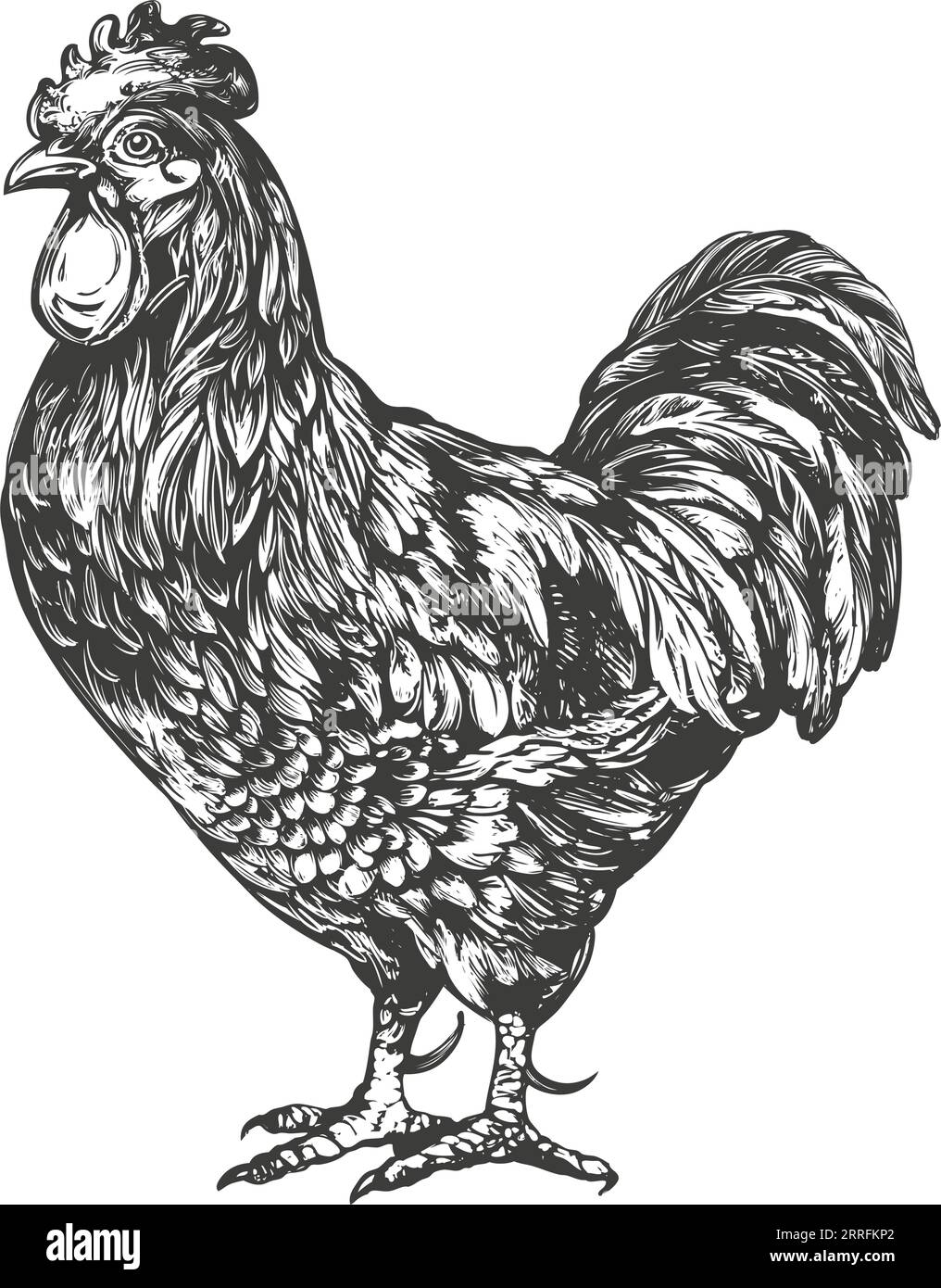 Hahn, Huhn Hand gezeichnet Vektor-illustration realistische Skizze ...
