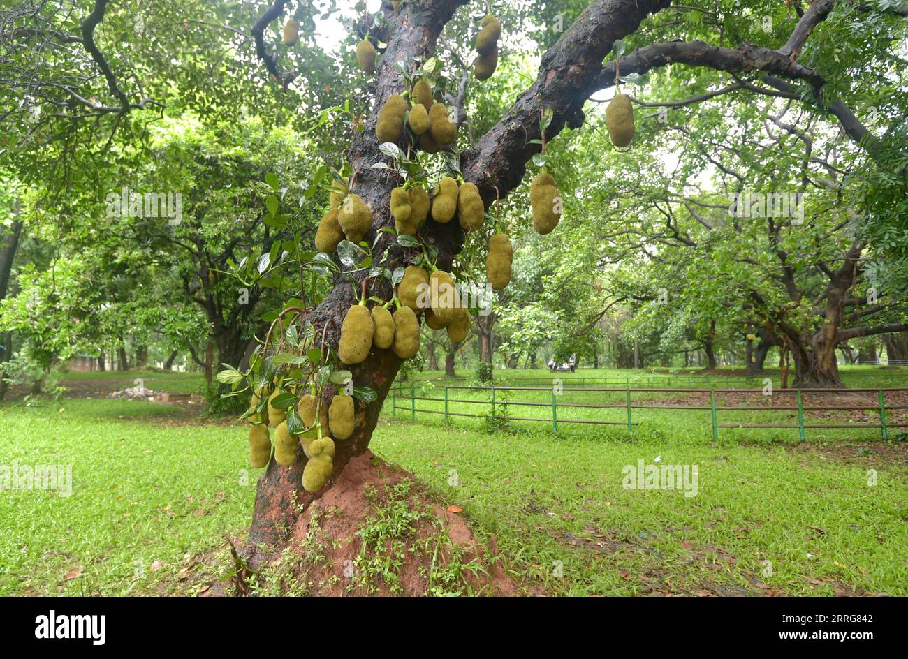 220513 -- DHAKA, 13. Mai 2022 -- Foto zeigt Jackfrüchte, die an einem Baum in Dhaka, Bangladesch ...