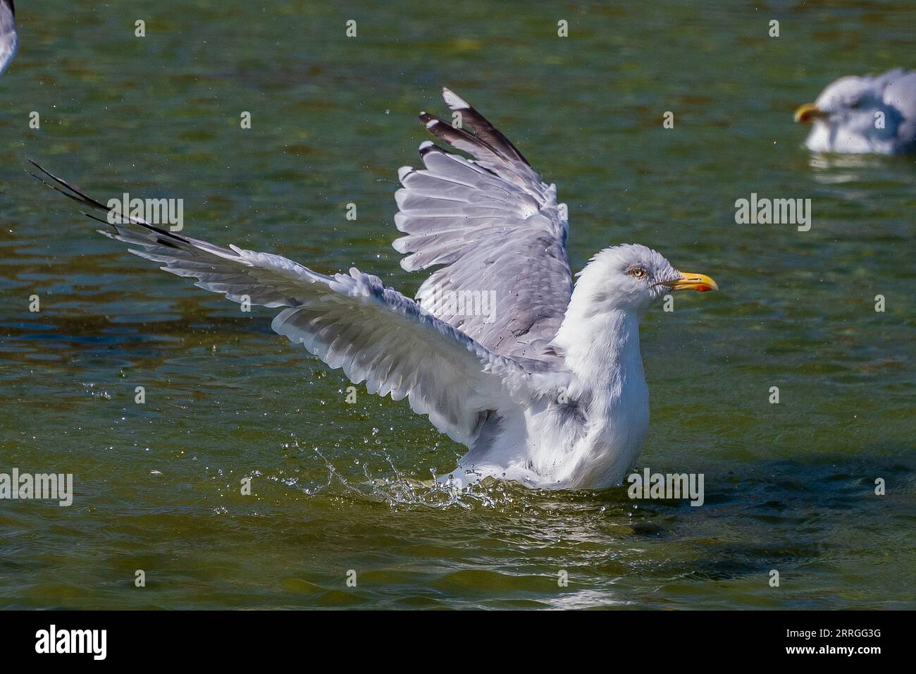 Möwe beim baden -Fotos und -Bildmaterial in hoher Auflösung – Alamy