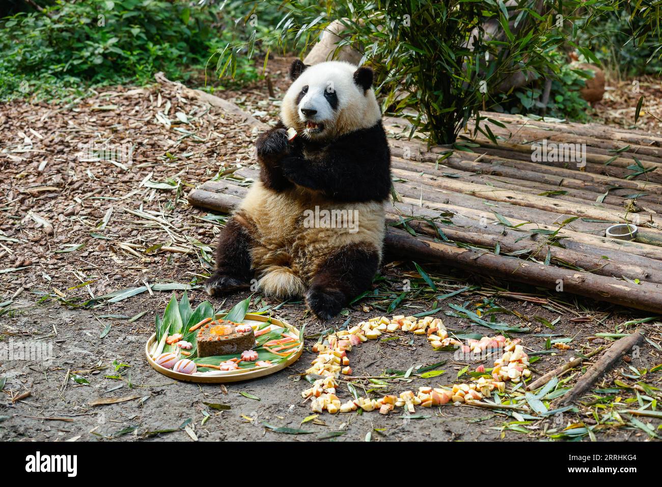 220704 -- CHENGDU, 4. Juli 2022 -- Giant Panda He Hua genießt einen ...