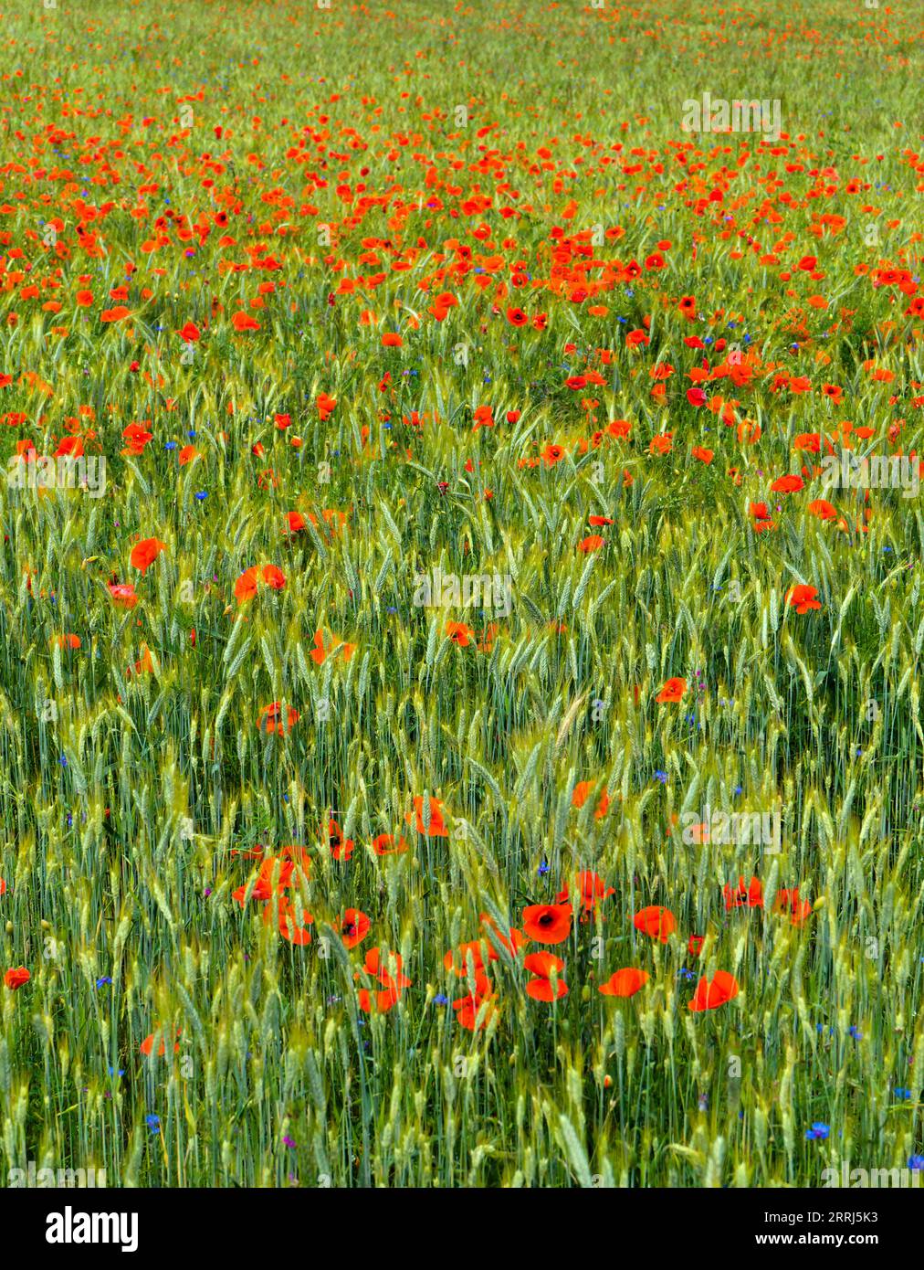 Mohnblumen kornblumen frankreich sommer -Fotos und -Bildmaterial in hoher Auflösung – Alamy
