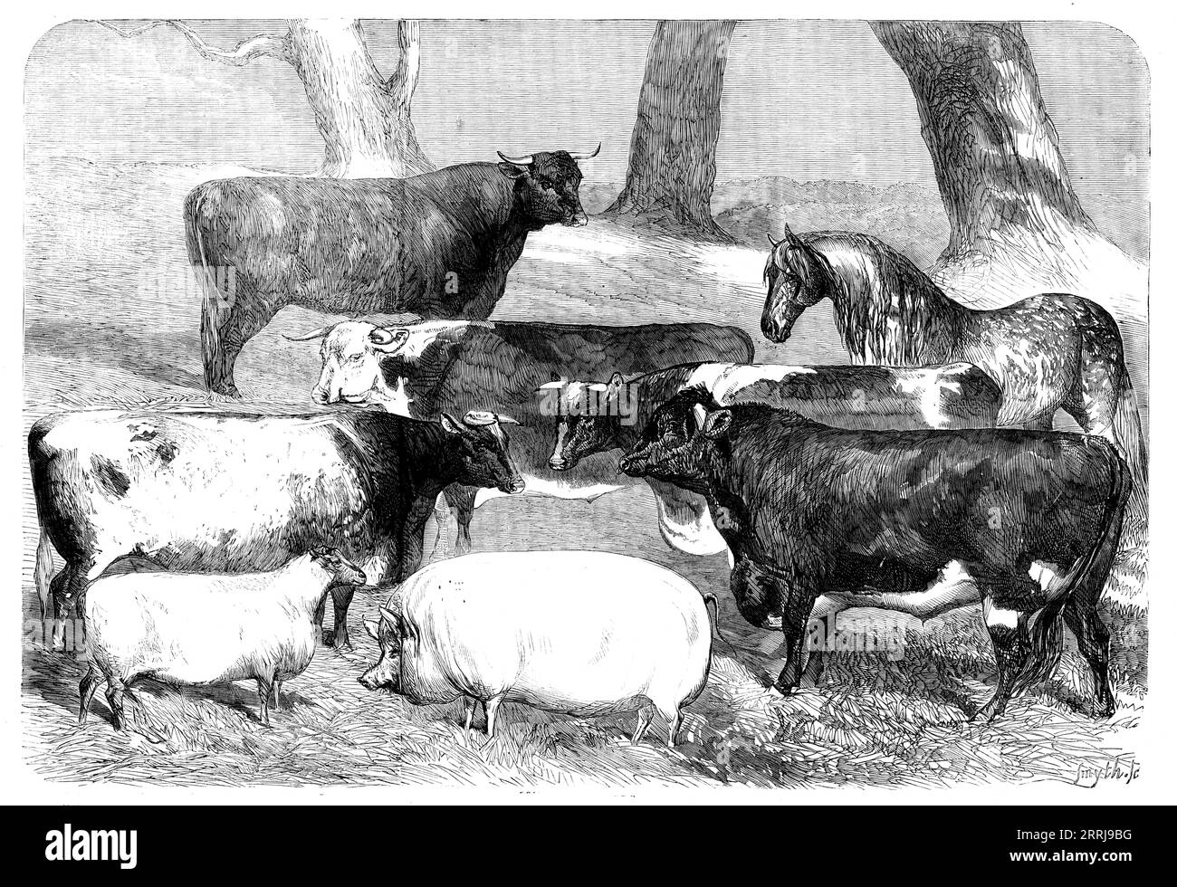 Ram v Schwarzweiß-Stockfotos und -bilder - Alamy