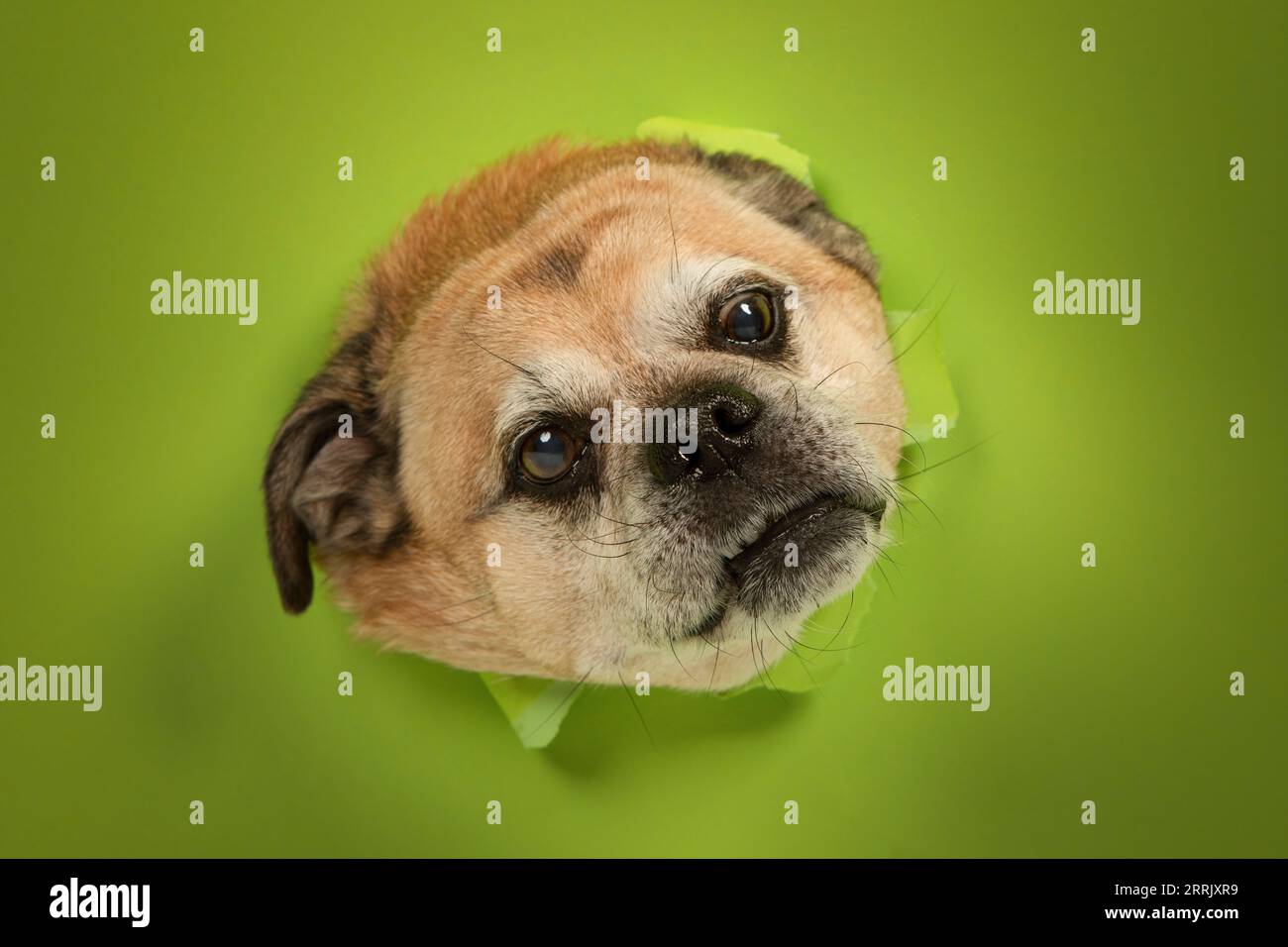 Mops mischen -Fotos und -Bildmaterial in hoher Auflösung – Alamy