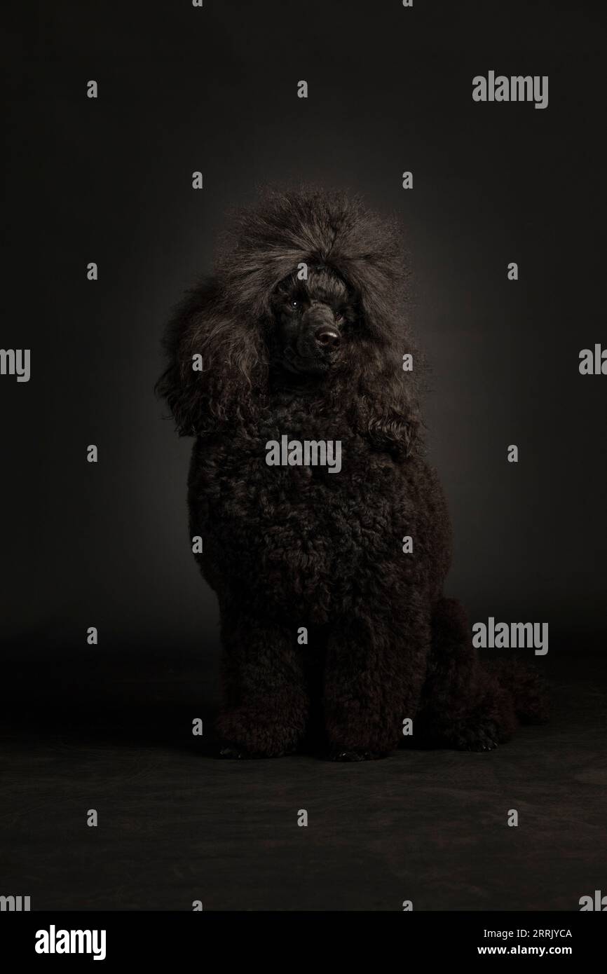 Foto im studio -Fotos und -Bildmaterial in hoher Auflösung – Alamy