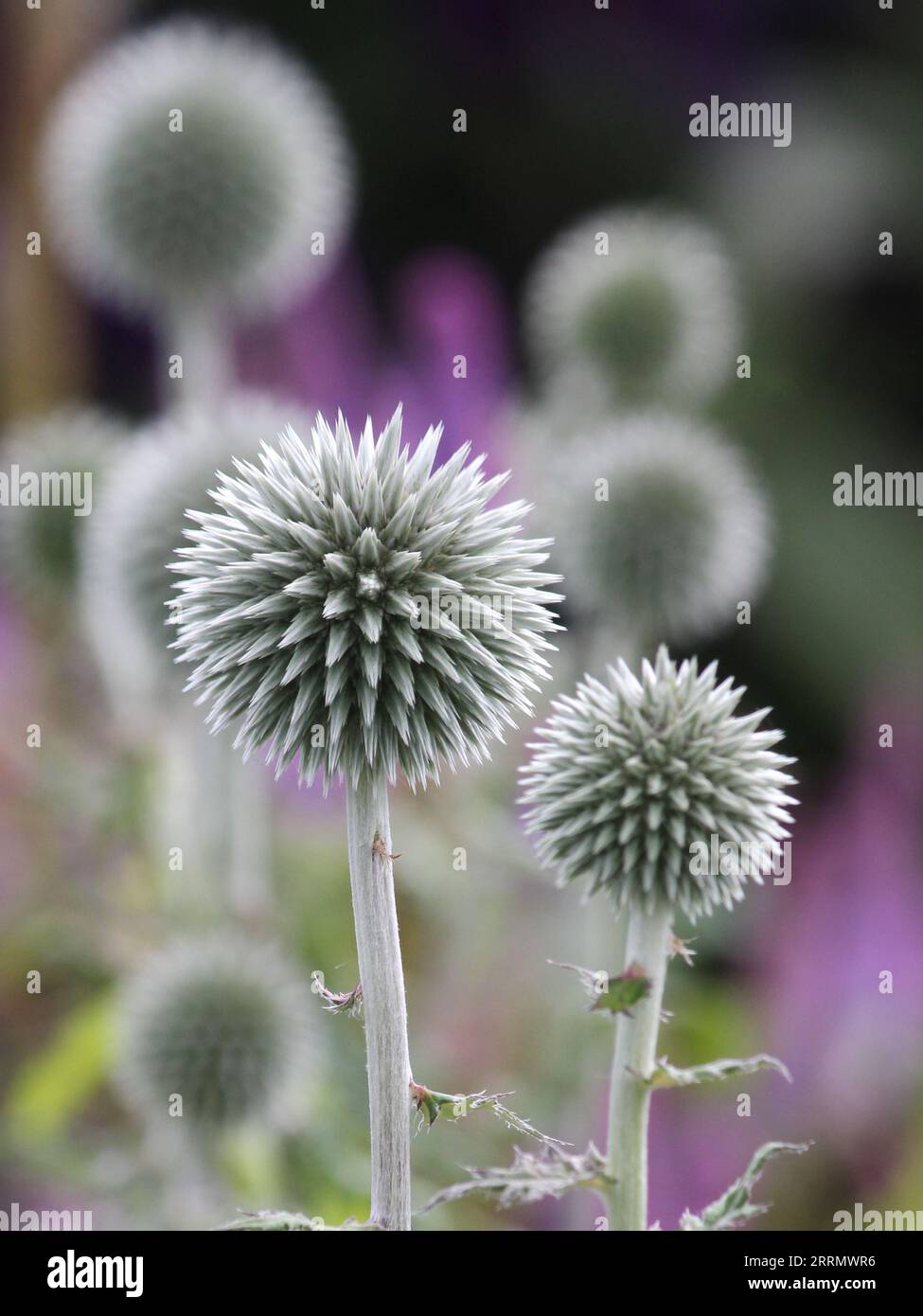 Thistle spikes -Fotos und -Bildmaterial in hoher Auflösung – Alamy