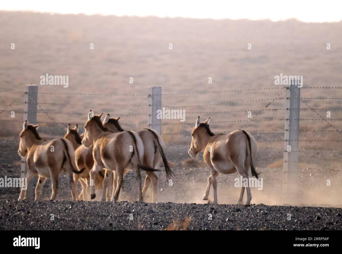230220 -- HOHHOT, 20. Februar 2023 -- dieses Foto, das am 18. Februar ...