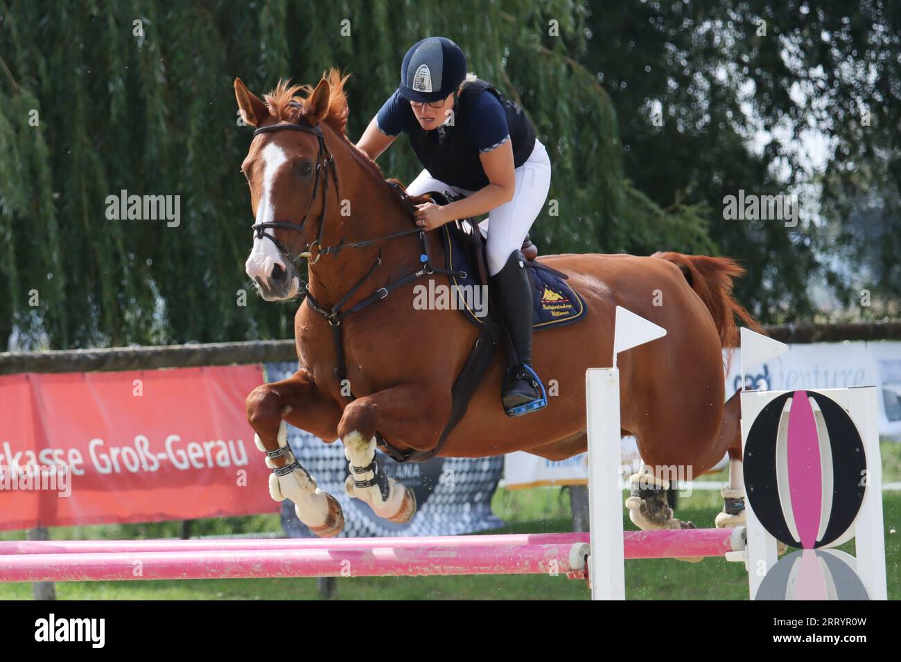 Jump of horses -Fotos und -Bildmaterial in hoher Auflösung – Alamy