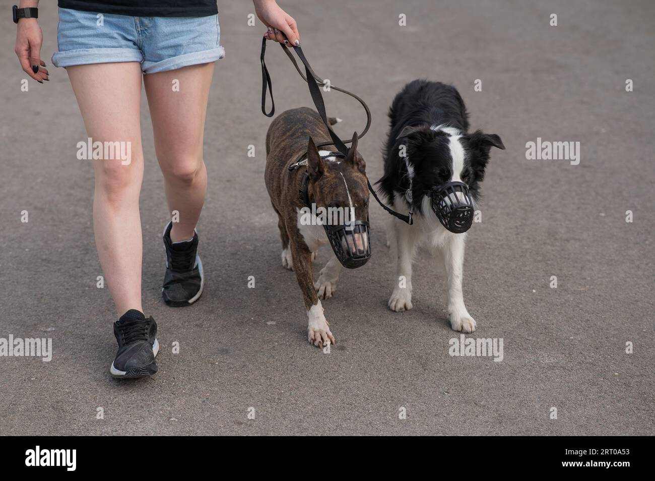 Der Besitzer führt zwei Hunde an der Leine mit einem Maulkorb aus. Schwarz-weiß-Border Collie ...