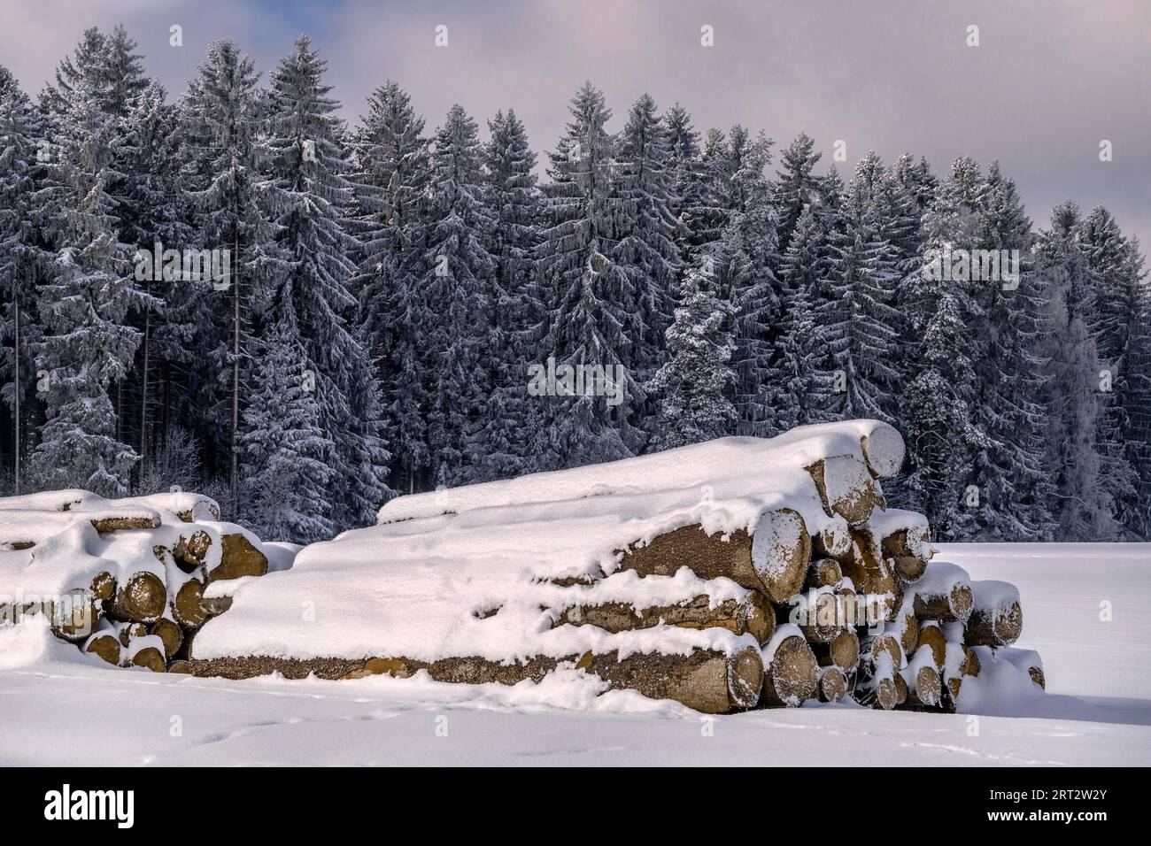 Da Drauen In Dem Winterwald