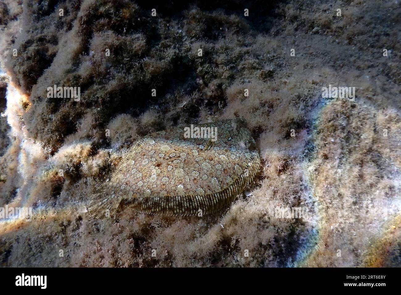 Ein flacher Fisch Flathish auf einem Felsen, während Sie frei in der ...