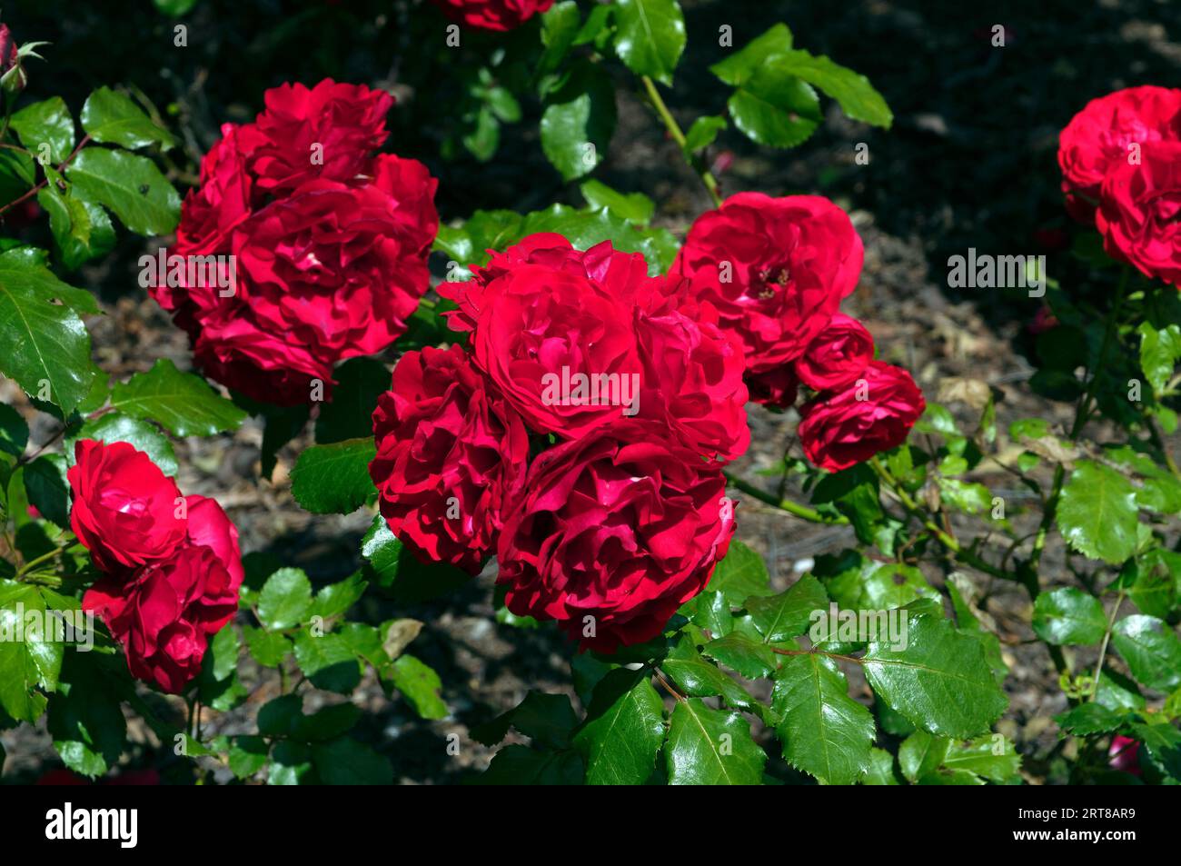 Dunkle rosen -Fotos und -Bildmaterial in hoher Auflösung – Alamy