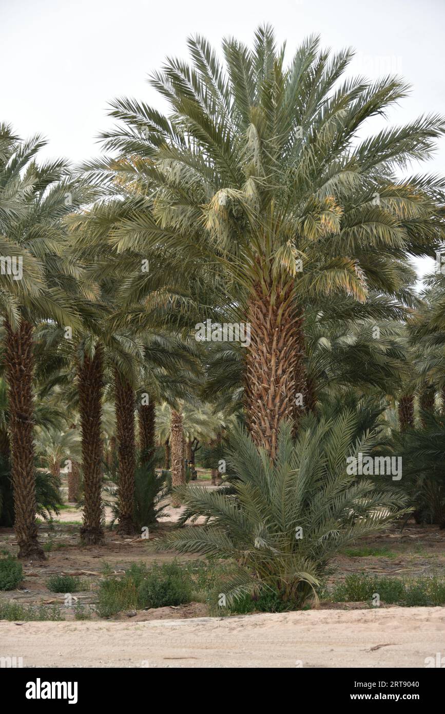 Arizona medjool dattelpalmen -Fotos und -Bildmaterial in hoher ...