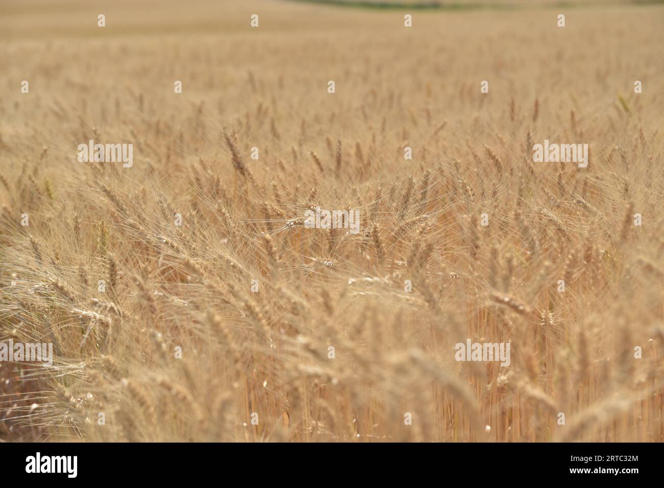 Planta de campo -Fotos und -Bildmaterial in hoher Auflösung – Alamy