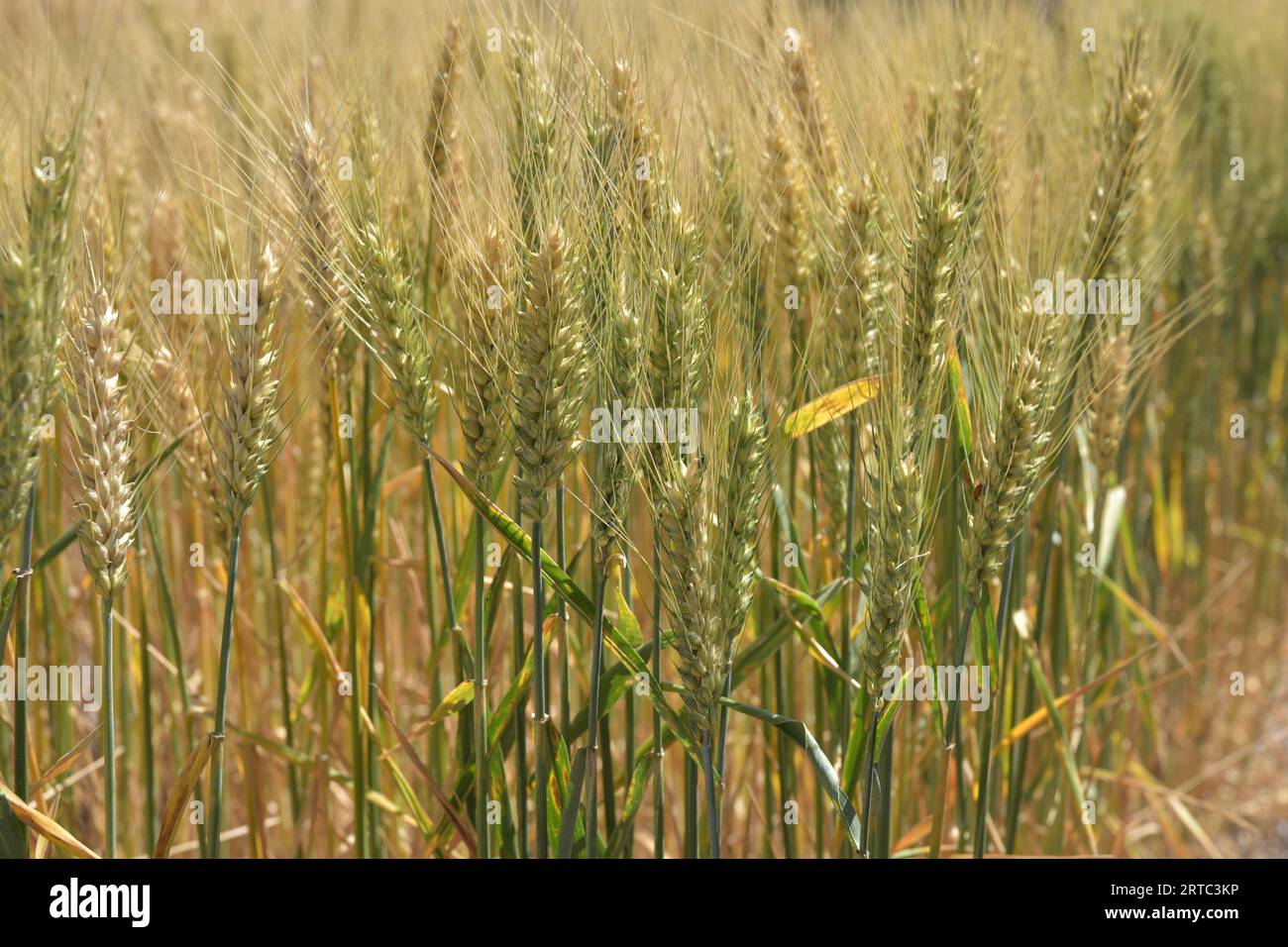 Planta de campo -Fotos und -Bildmaterial in hoher Auflösung – Alamy