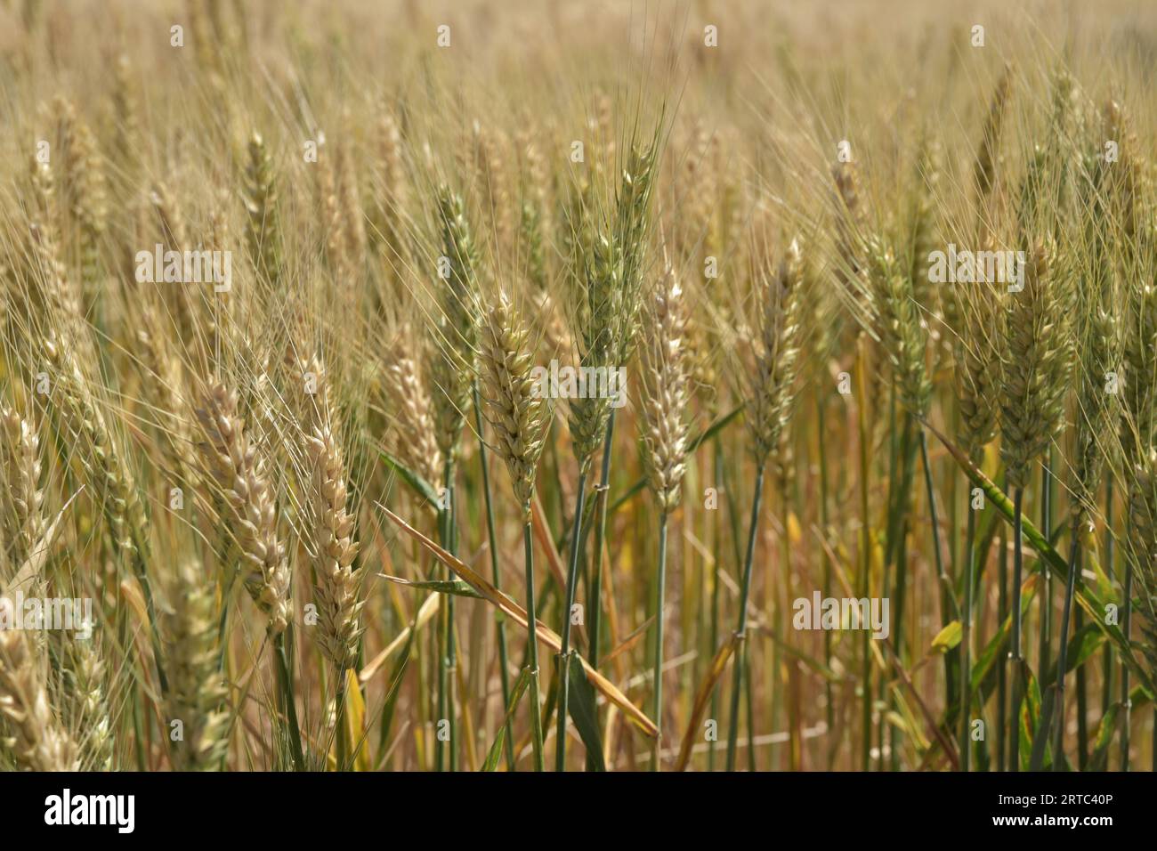 Planta de campo -Fotos und -Bildmaterial in hoher Auflösung – Alamy