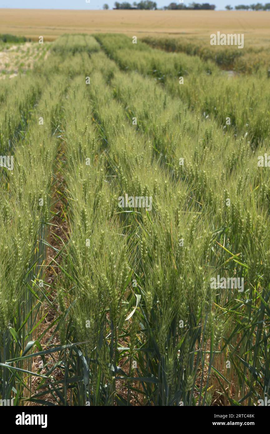 Planta de campo -Fotos und -Bildmaterial in hoher Auflösung – Alamy